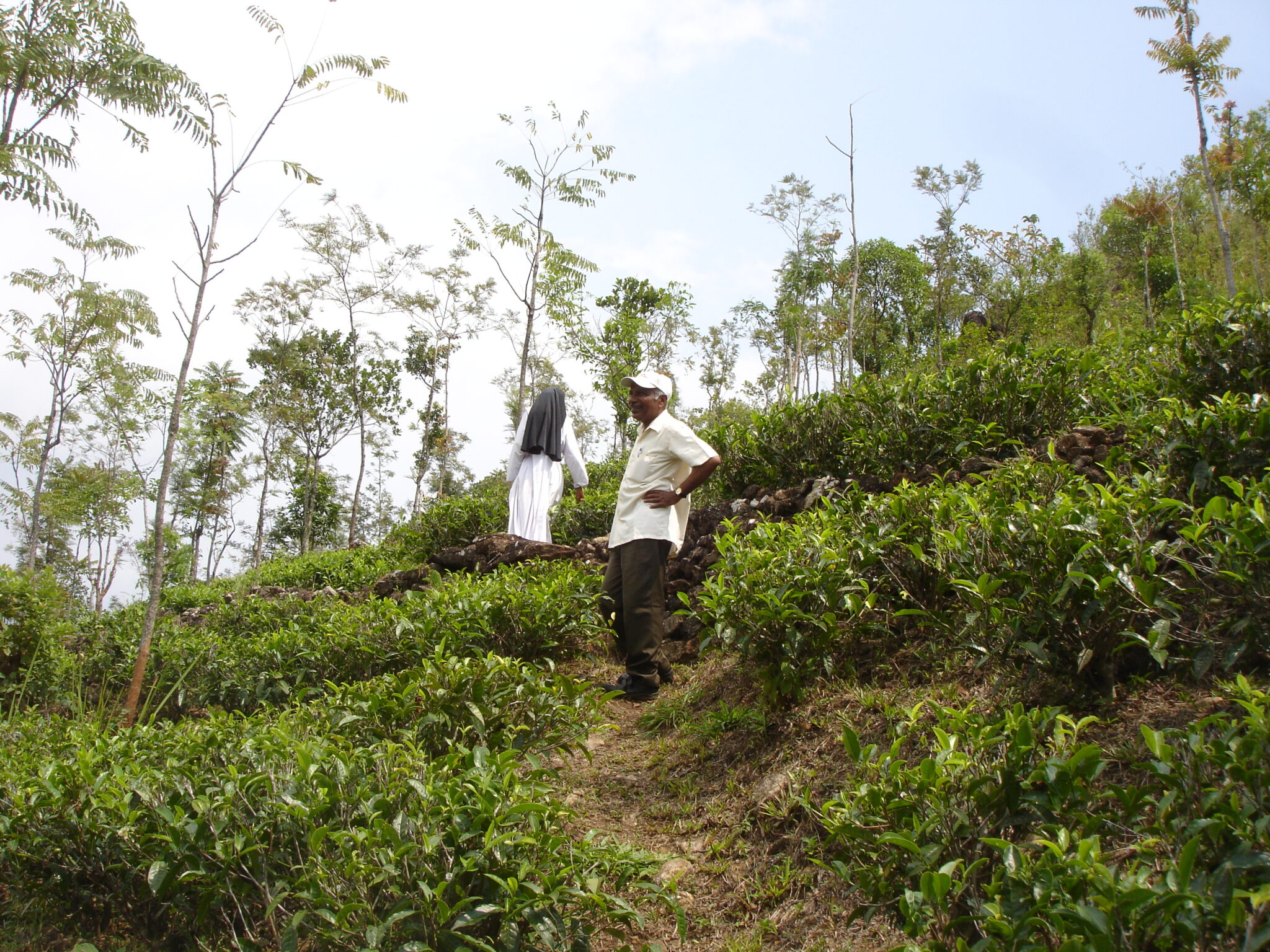 Family Tea – Postcard Teas – London's Finest Tea Store