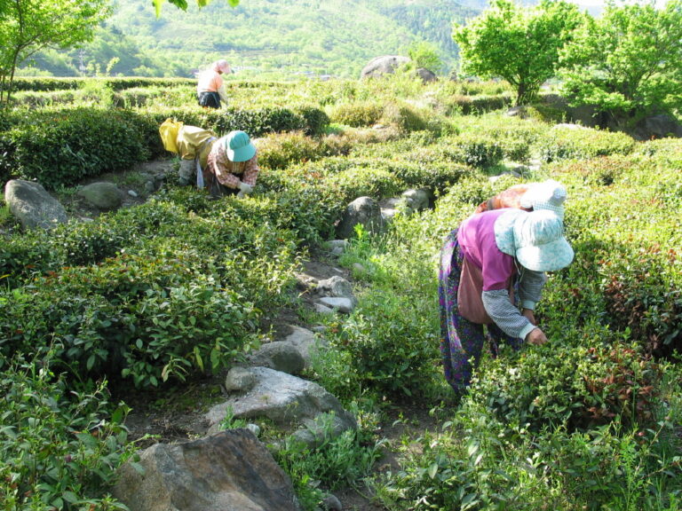 Nokcha – Postcard Teas – London's Finest Tea Store