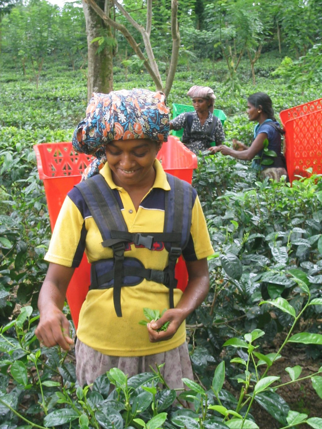 London Rose – Postcard Teas – London's Finest Tea Store