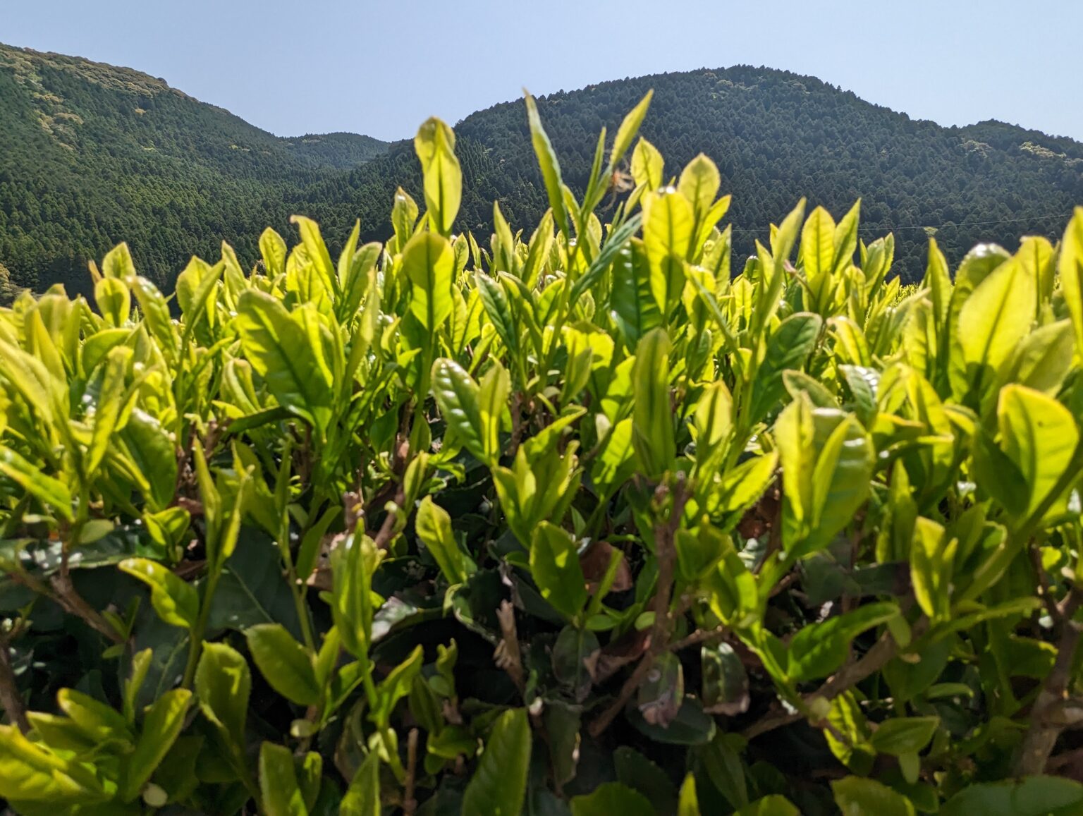 Ureshino Breakfast – Postcard Teas – London's Finest Tea Store